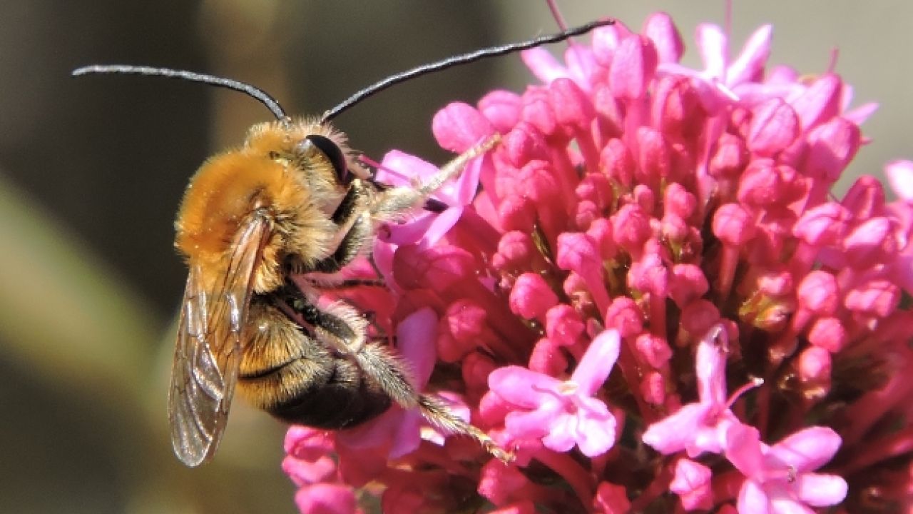 Rare bees recorded - Great British Bee Count 2018 | Friends of the Earth