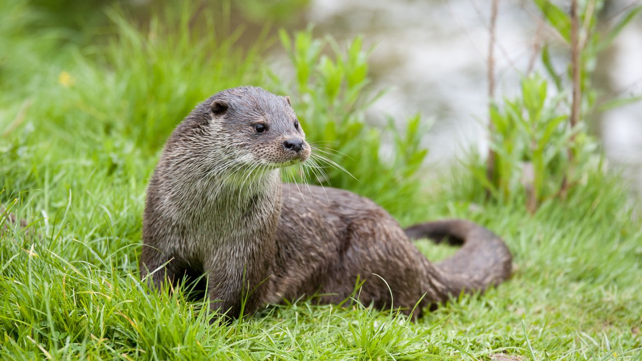 5 animals impacted by sewage | Friends of the Earth