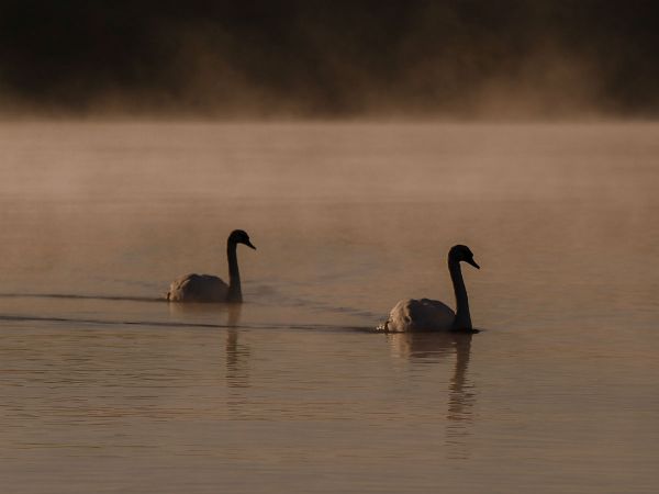 Why is Lough Neagh dying? | Friends of the Earth