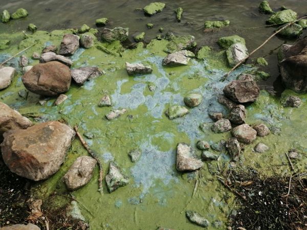 Why is Lough Neagh dying? | Friends of the Earth